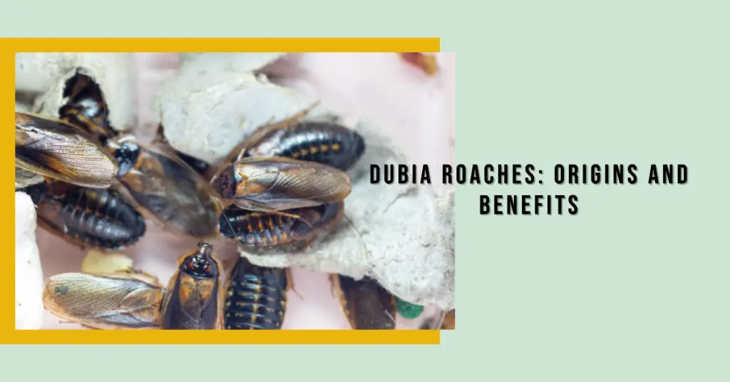 Dubia Roaches Origins Benefits As Feeder Insects Thewormpeople